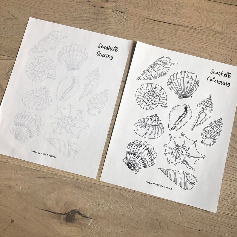 Seashell Tracing and Colouring Tracing Shells Coloring | Etsy