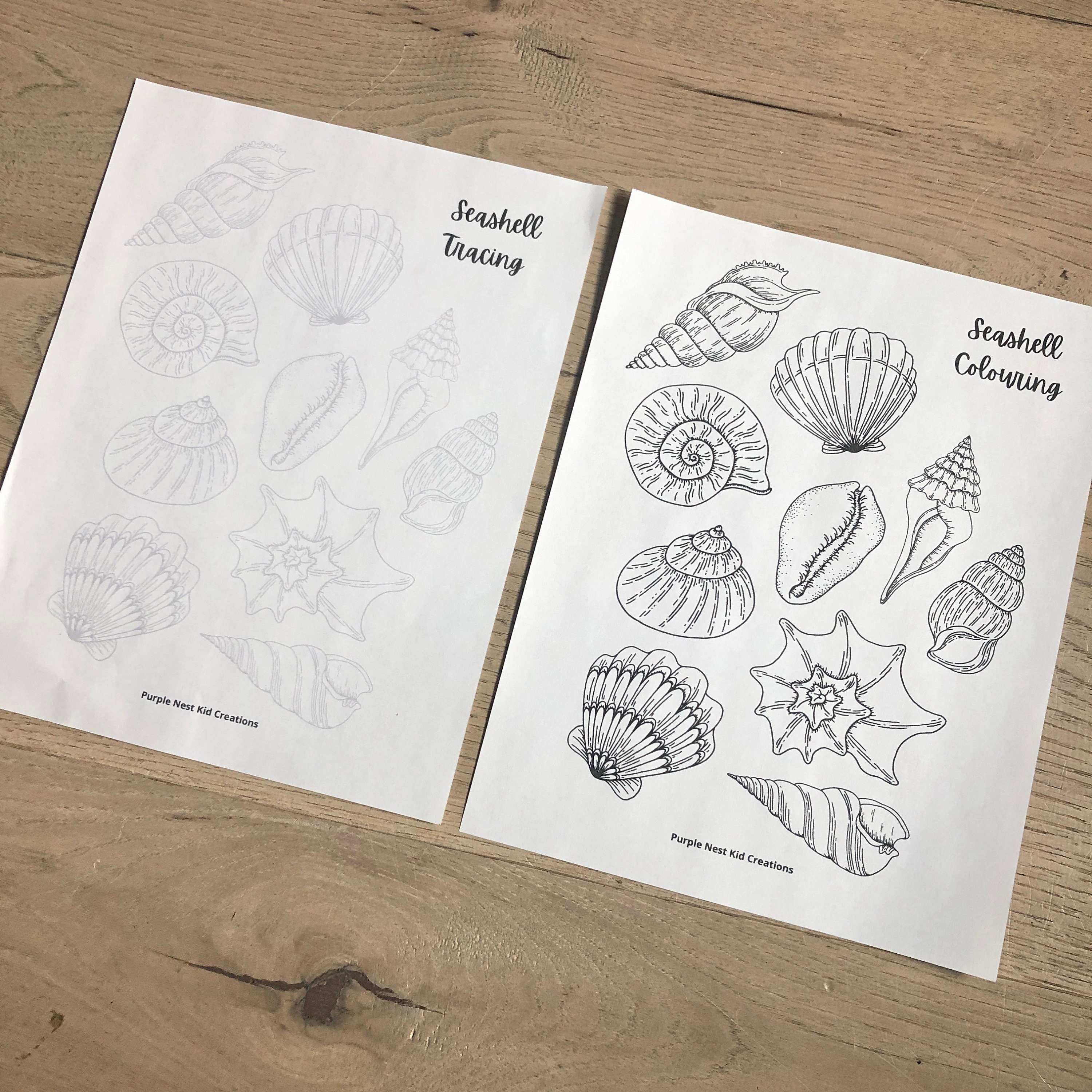 Seashell Tracing and Colouring Tracing Shells Coloring - Etsy