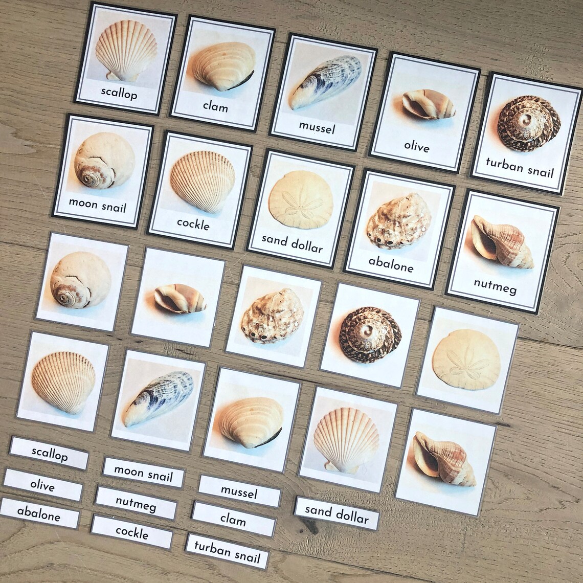 Seashells Flash Cards Ocean Montessori Nomenclature Three | Etsy