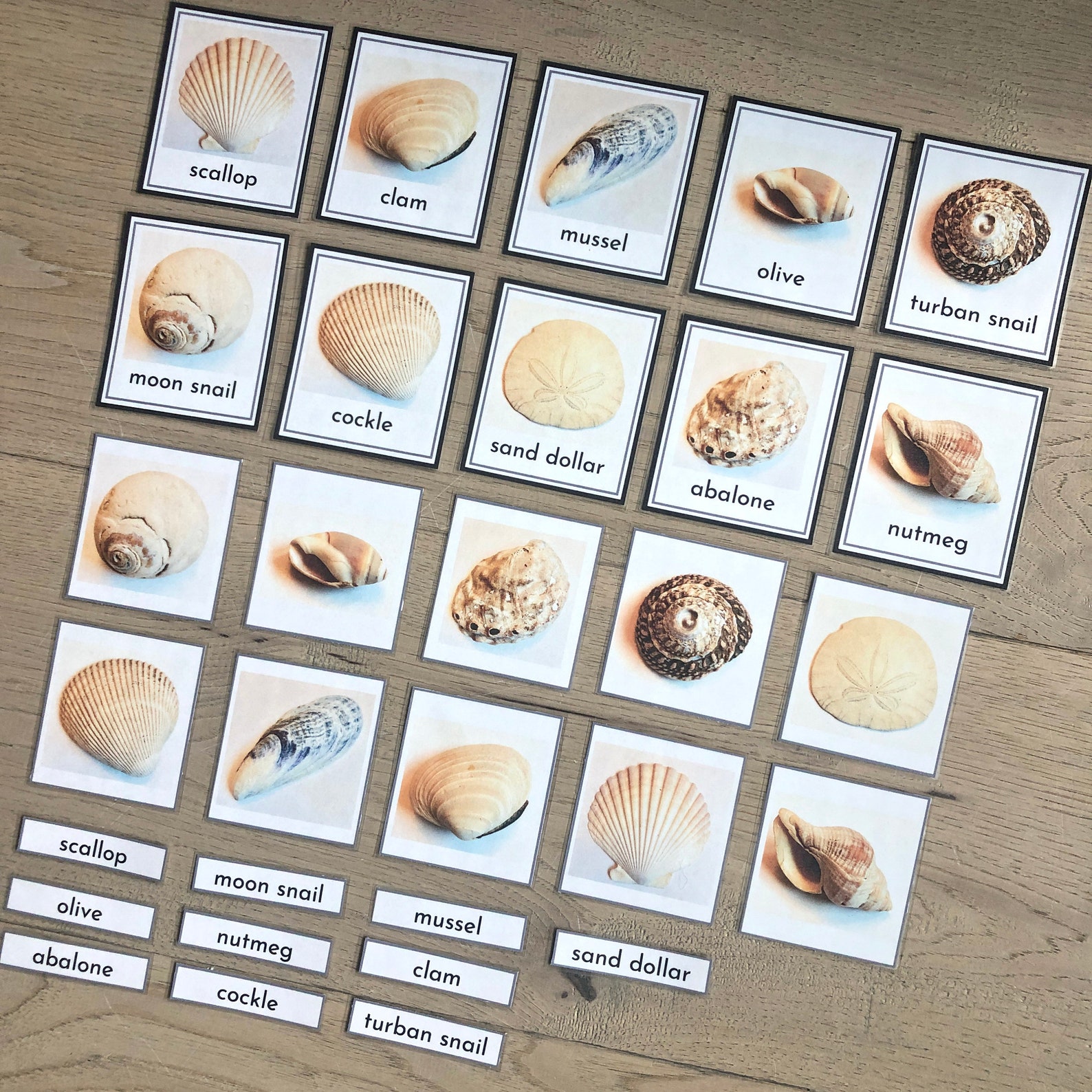 Seashells Flash Cards Ocean Montessori Nomenclature Three | Etsy