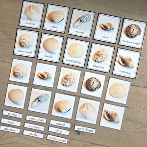 Seashells Flash Cards, Ocean, Montessori, Nomenclature, Three Part ...