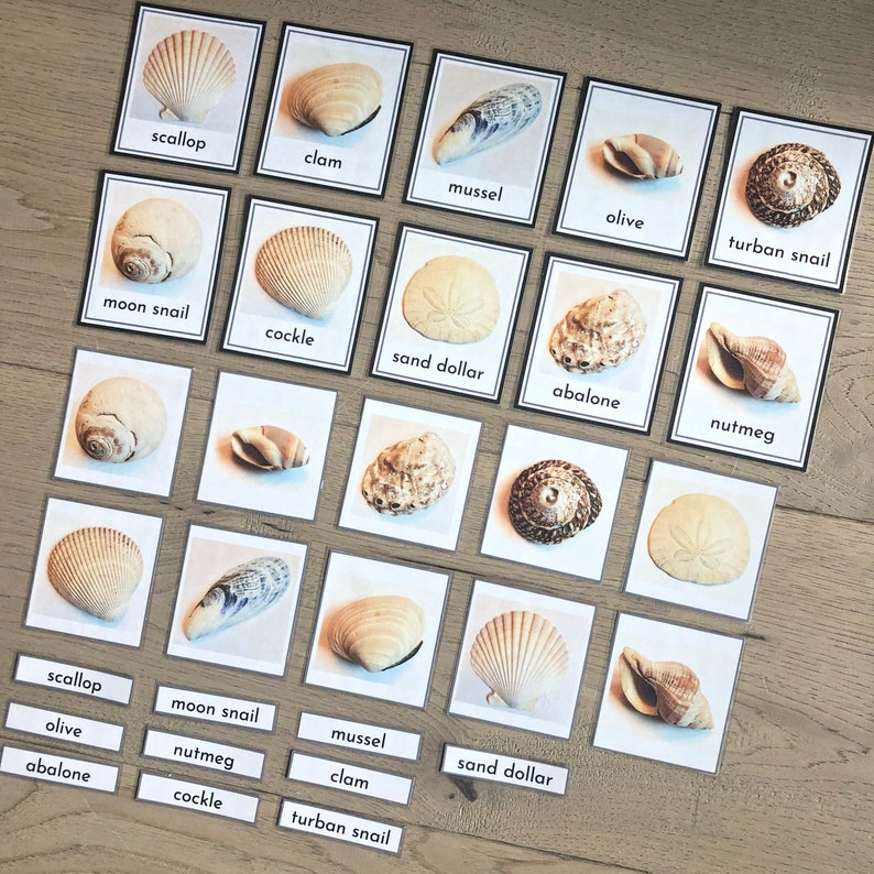 Seashells Flash Cards, Ocean, Montessori, Nomenclature, Three Part ...