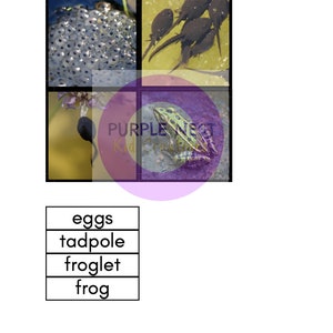 Frog Life Cycle Worksheet and Flash Cards, Frog Life Cycle, Three Part ...
