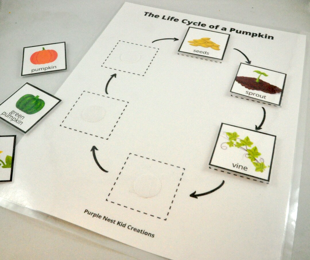 Life Cycle of a Pumpkin Worksheet, Pumpkin Life Cycle, Fall, Autumn ...