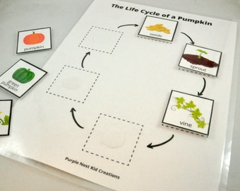 Pumpkin Life Cycle 3 Part Cards Poster and Worksheet - Etsy Canada