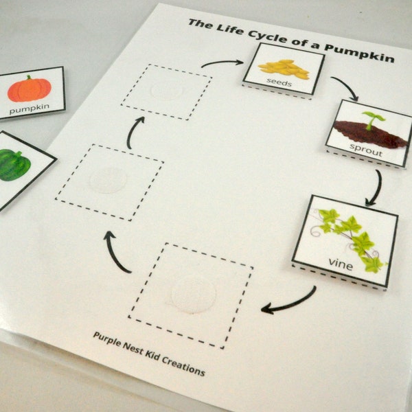 Life Cycle of a Pumpkin Printable - Etsy