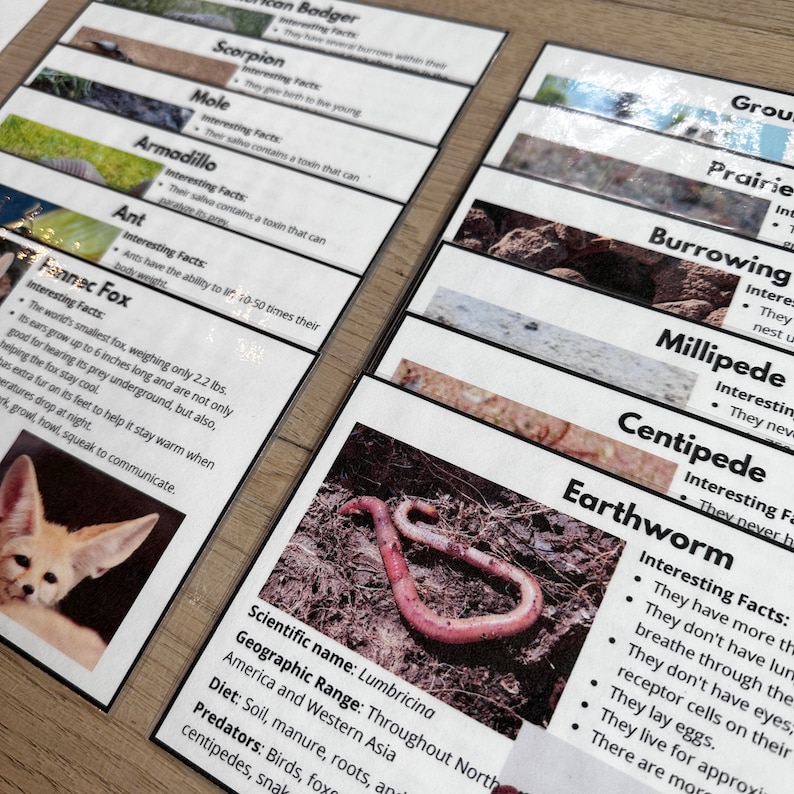 Soil & Burrowing Animals Unit Study: Educational Printables (PDF) - Etsy