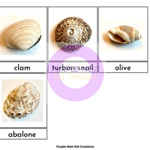 Seashells Flash Cards, Ocean, Montessori, Nomenclature, Three Part ...