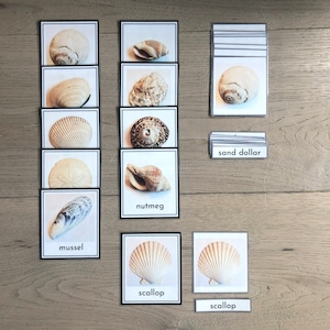 Seashells Flash Cards, Ocean, Montessori, Nomenclature, Three Part ...