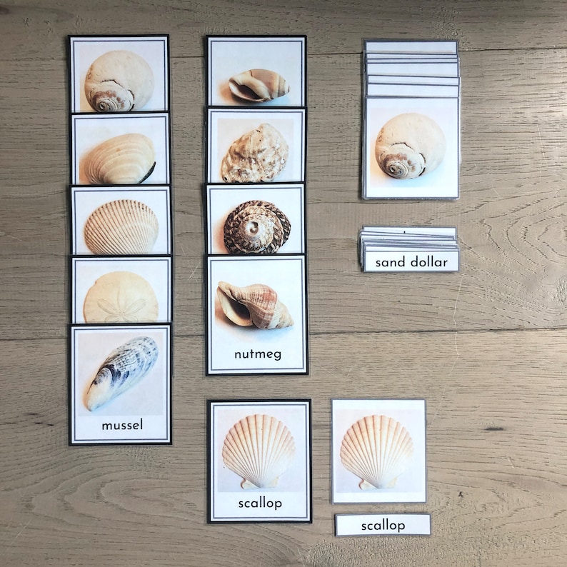 Seashells Flash Cards Ocean Montessori Nomenclature Three | Etsy