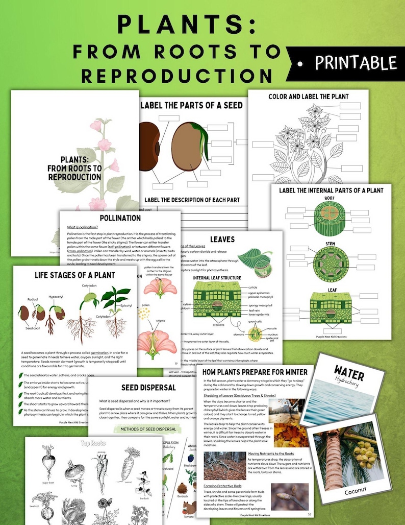 Plants Bundle: From Roots to Reproduction, Plant Anatomy, Seed ...