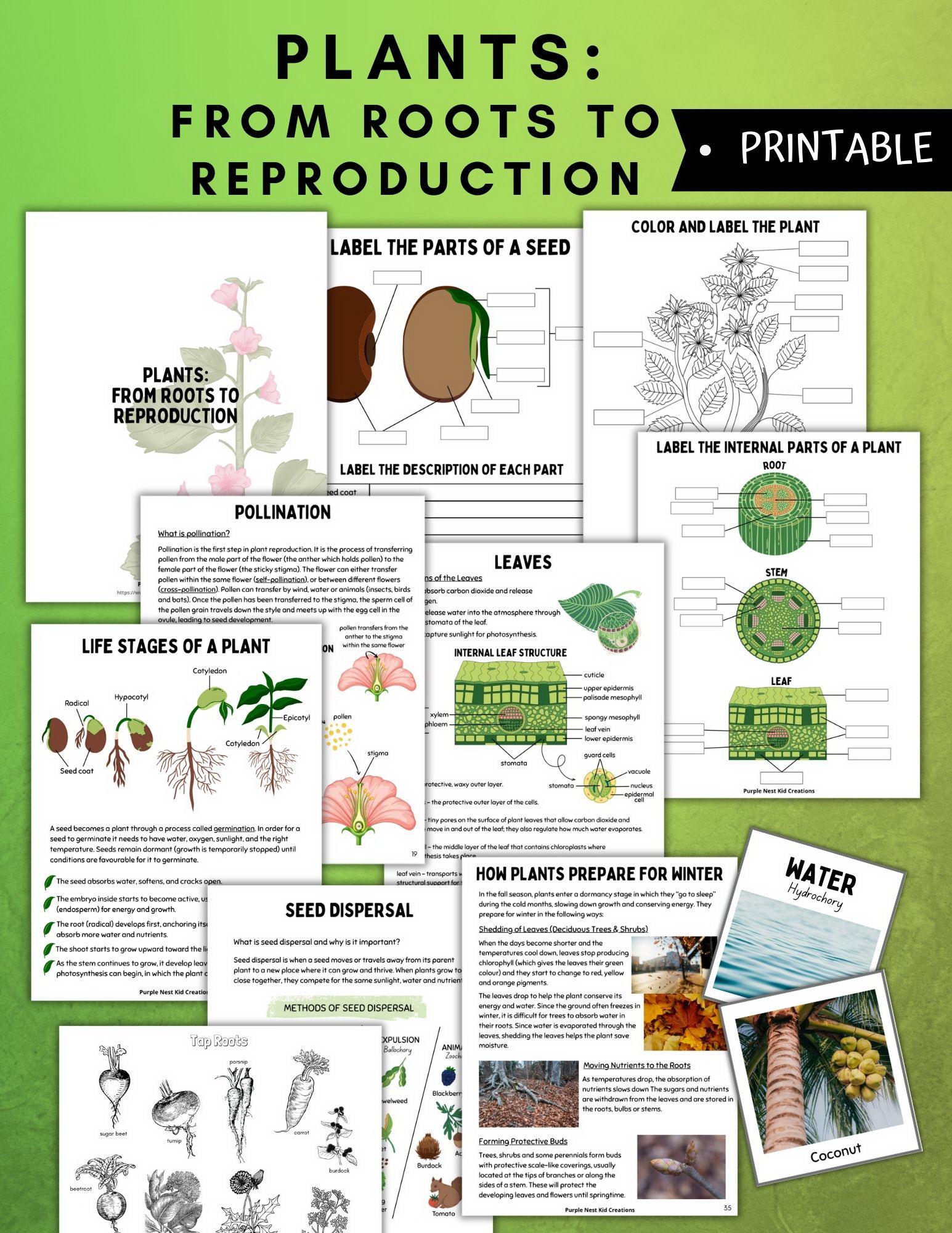 Plants Bundle: From Roots to Reproduction, Plant Anatomy, Seed ...