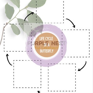 Life Cycle of a Butterfly Worksheet, Butterflies, Butterfly Life Cycle ...