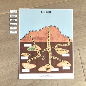 Ant Mini Unit Study, Ants, Insects, Ant Life Cycle, Ant Hill, Four Part Cards, Educational ...