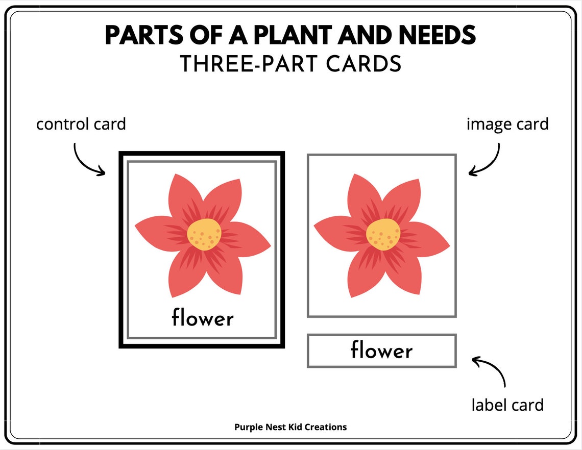 Plant Parts Flash Cards: Montessori Flower Diagram (educational ...