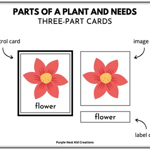 Plant Parts Flash Cards: Montessori Flower Diagram (educational ...