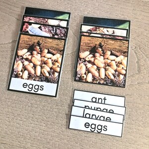 Ant Mini Unit Study, Ants, Insects, Ant Life Cycle, Ant Hill, Four Part Cards, Educational ...