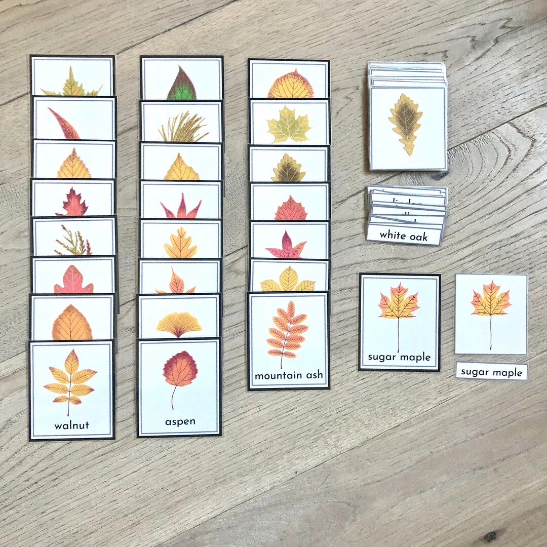 Autumn Leaves Flash Cards, Autumn, Fall Leaves, Montessori ...