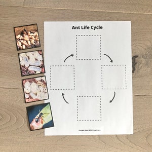 Ant Mini Unit Study, Ants, Insects, Ant Life Cycle, Ant Hill, Four Part Cards, Educational ...