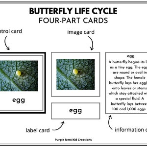 Life Cycle of a Butterfly Worksheet, Butterflies, Butterfly Life Cycle ...