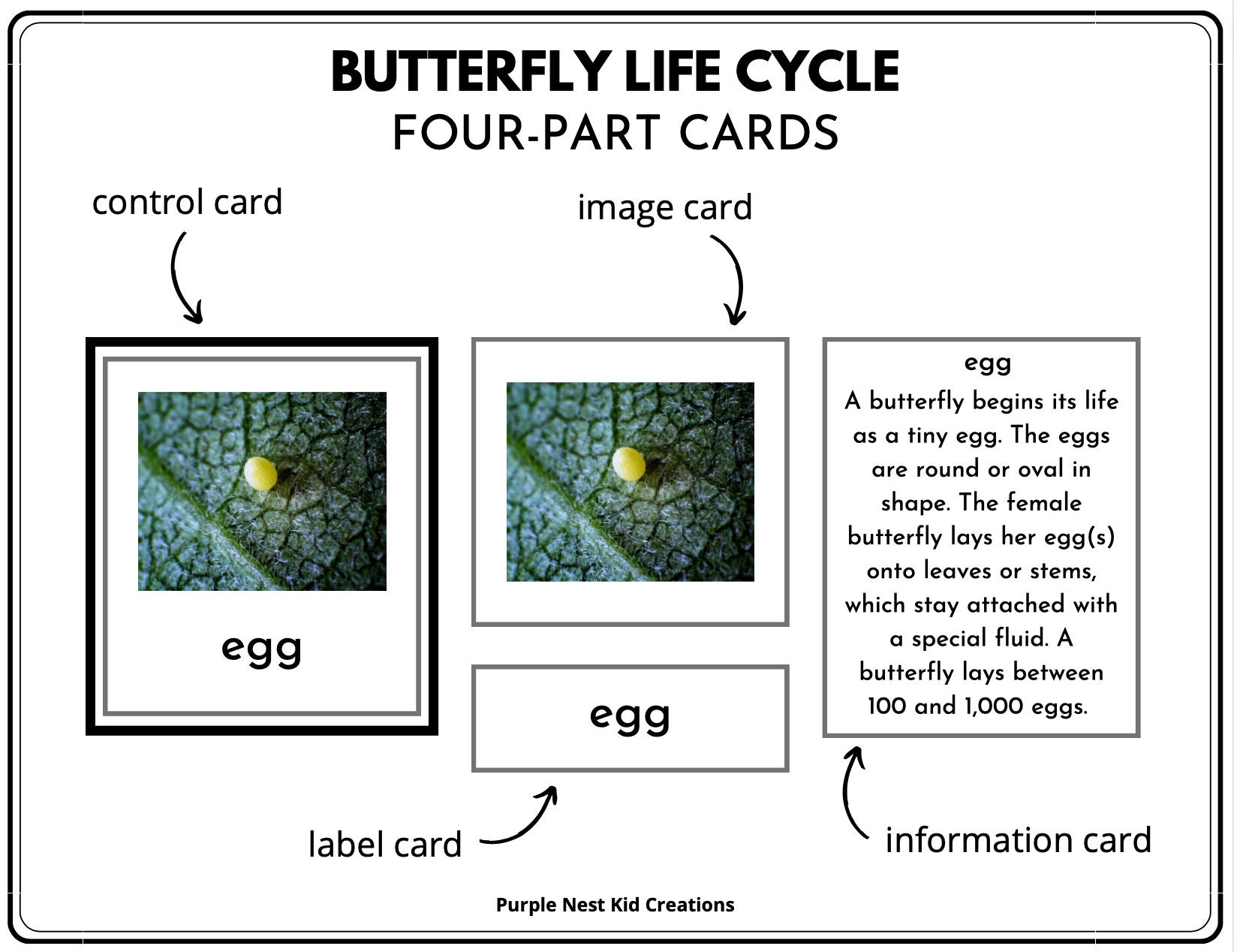 Life Cycle of a Butterfly Worksheet Butterflies Butterfly - Etsy