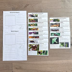 Butterfly & Moth Unit Study: Life Cycle, Anatomy, Activities (PDF) - Etsy