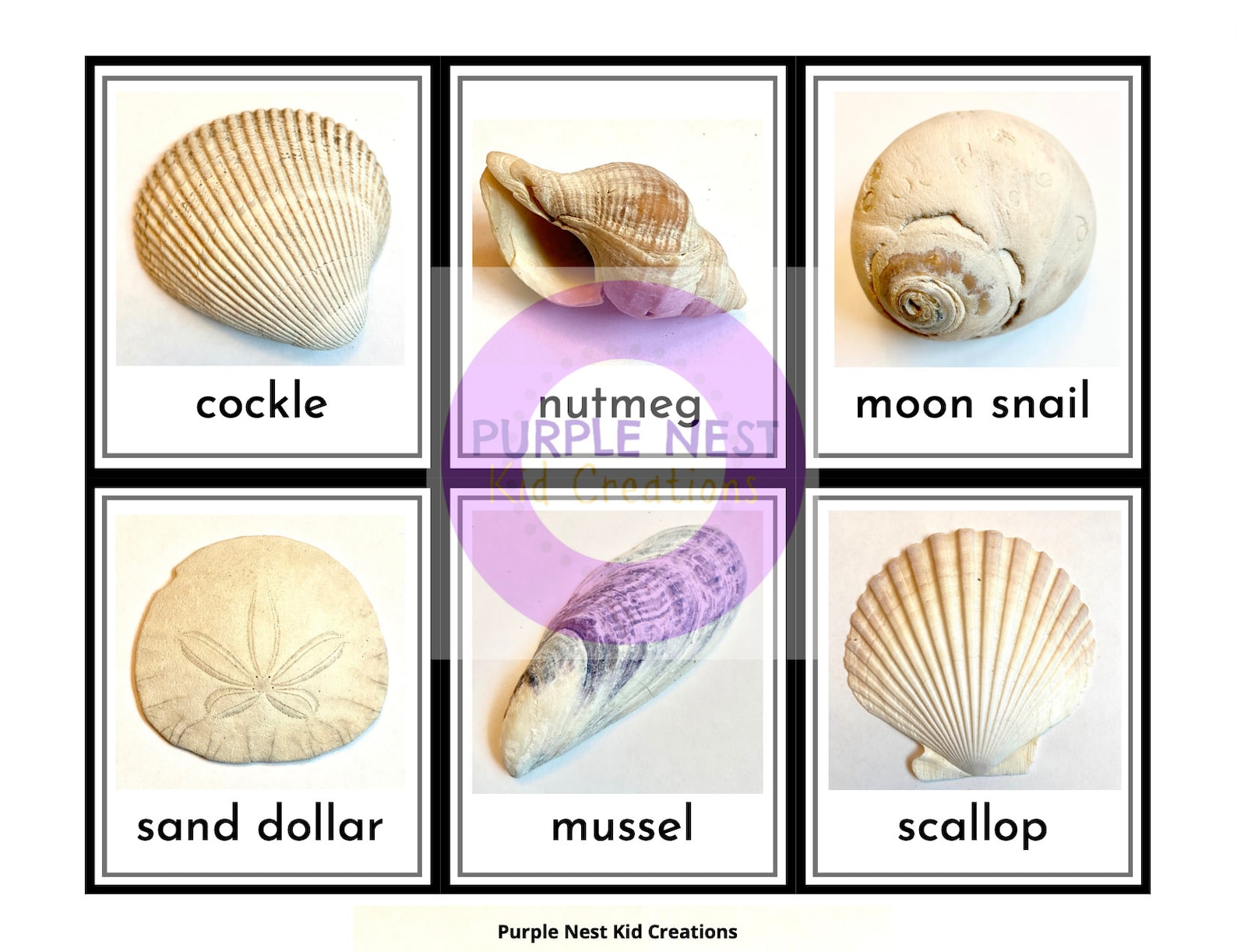 Seashells Flash Cards Ocean Montessori Nomenclature Three - Etsy