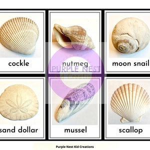 Seashells Flash Cards, Ocean, Montessori, Nomenclature, Three Part ...