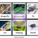 Insects Flash Cards, Bugs, Insects, Montessori, Nomenclature, Three ...