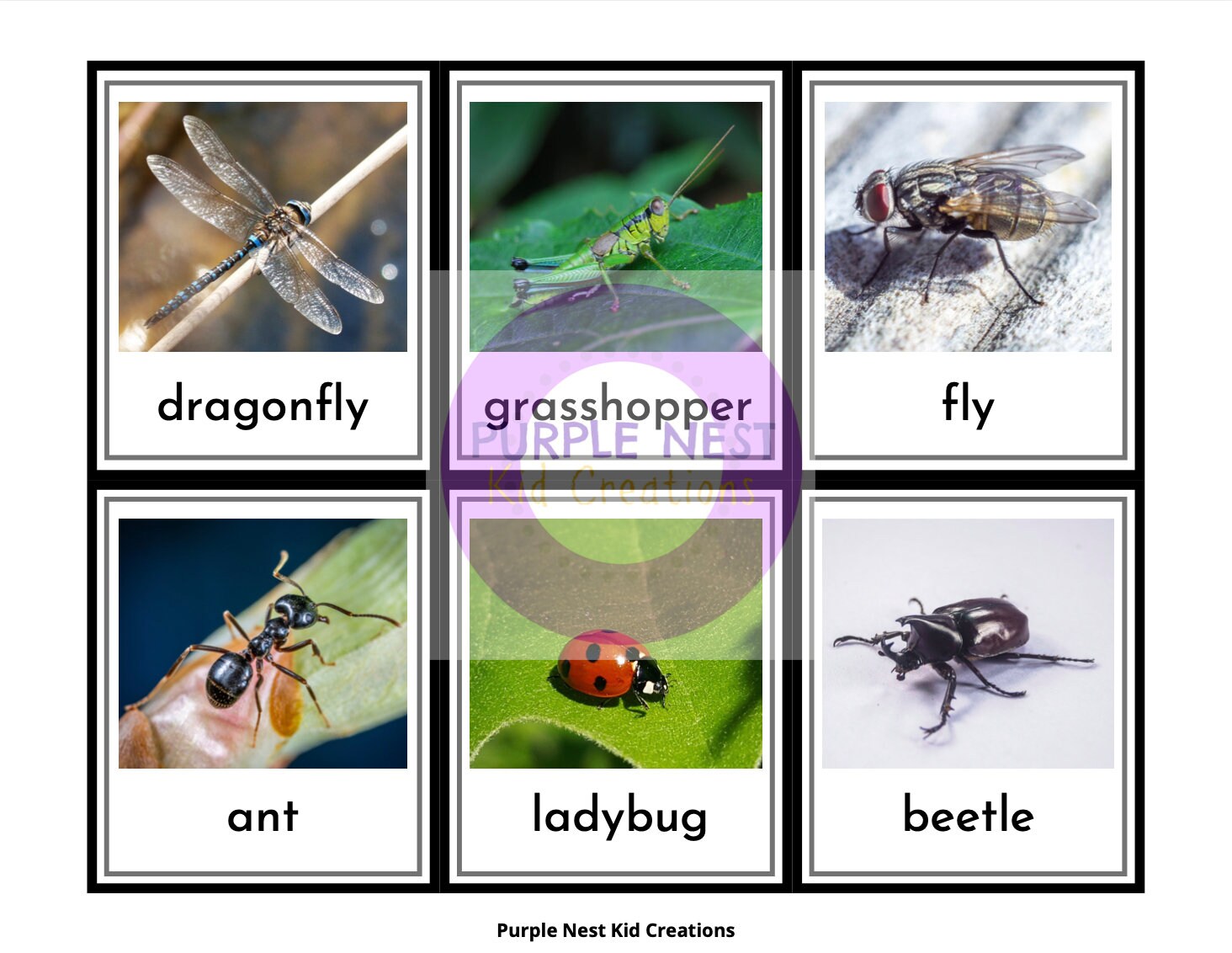Insects Flash Cards Bugs Insects Montessori Nomenclature | Etsy