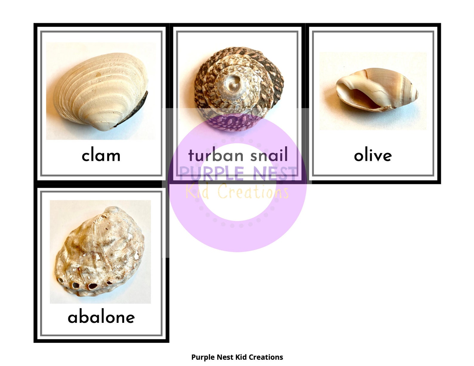 Seashells Flash Cards Ocean Montessori Nomenclature Three | Etsy