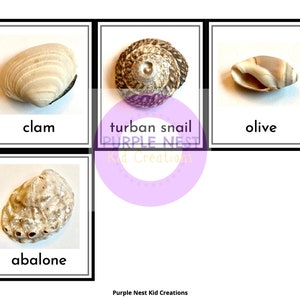 Seashells Flash Cards, Ocean, Montessori, Nomenclature, Three Part ...