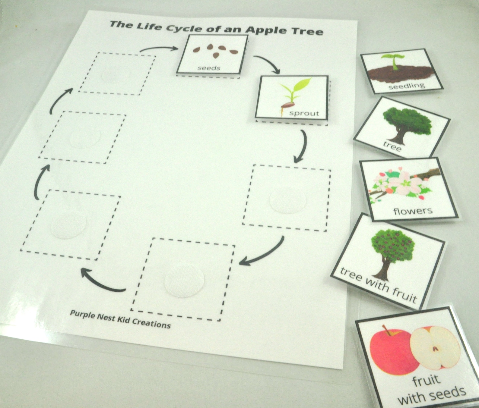 Life Cycle of an Apple Tree Worksheet, Apple Life Cycle, Fall, Autumn ...
