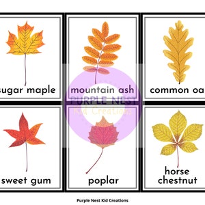 Autumn Leaves Flash Cards, Autumn, Fall Leaves, Montessori ...