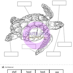 Ocean Animals Anatomy Worksheets, Ocean Diagrams, Labels, Educational ...
