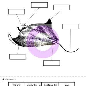 Ocean Animals Anatomy Worksheets, Ocean Diagrams, Labels, Educational ...