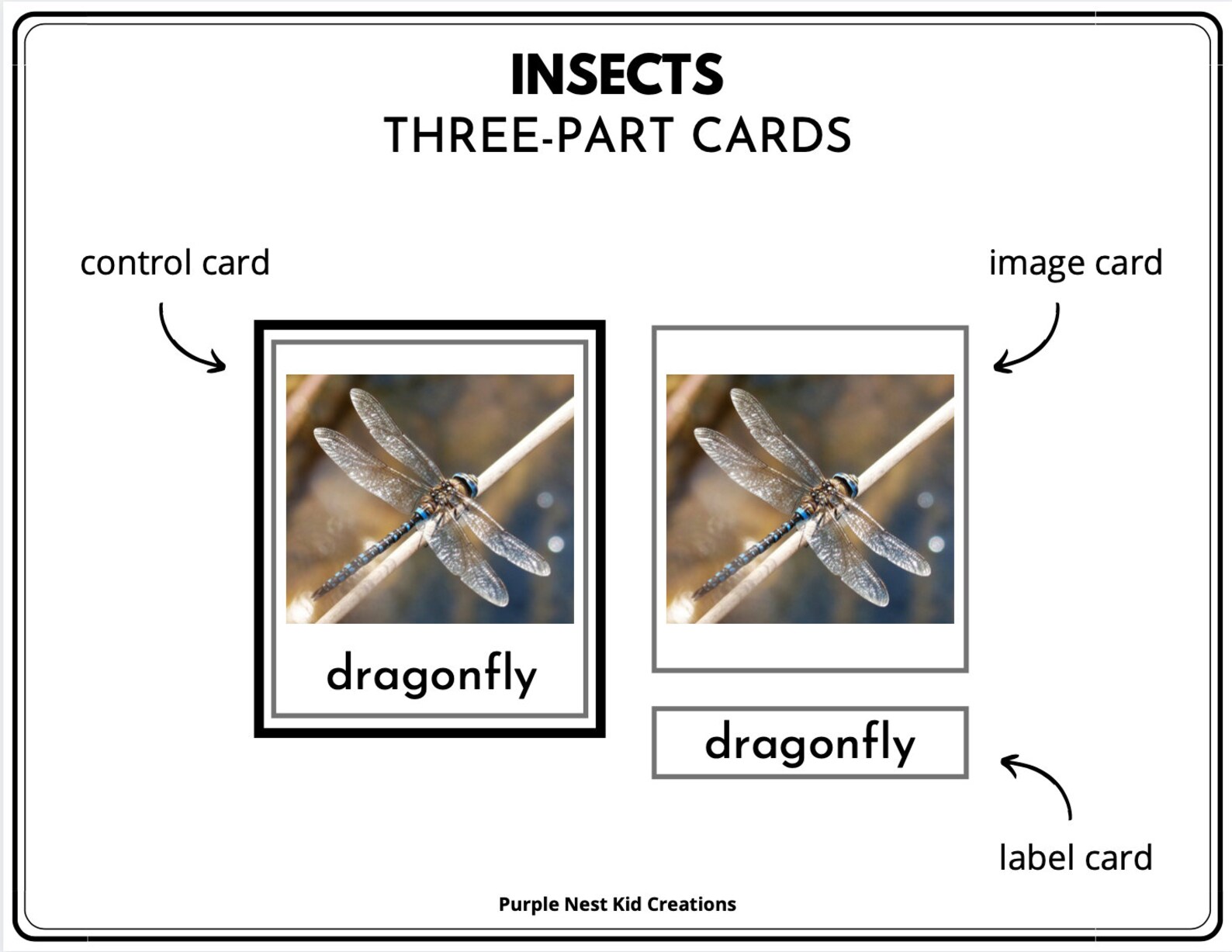 Insects Flash Cards Bugs Insects Montessori Nomenclature | Etsy