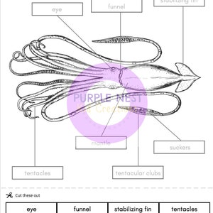Ocean Animals Anatomy Worksheets, Ocean Diagrams, Labels, Educational ...