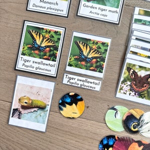 Butterfly and Moth Unit Study Bundle, Spring Unit Study, Spring ...