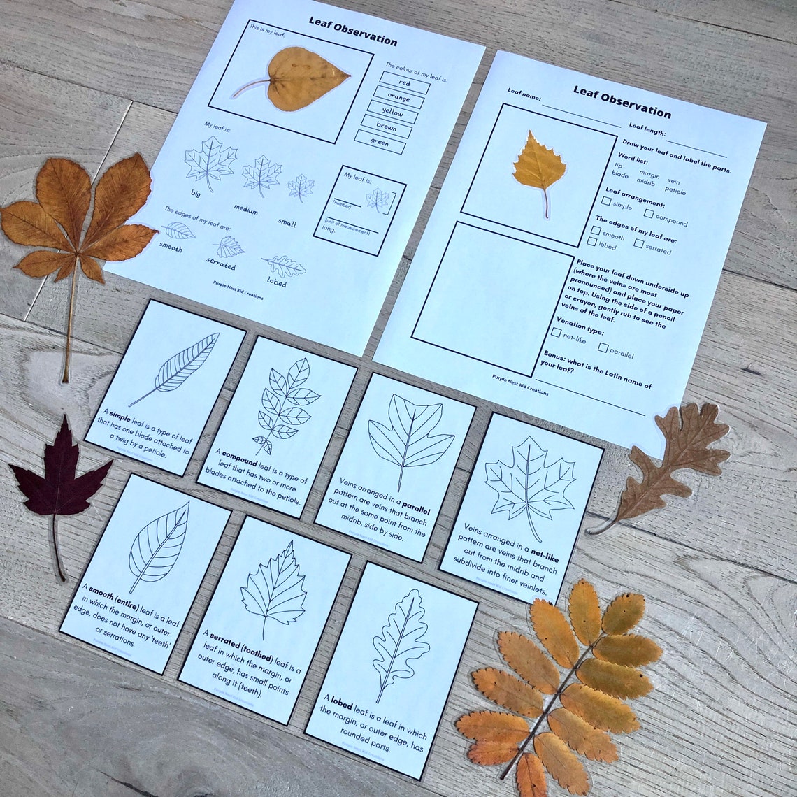 Leaf Observation Worksheets & Fact Cards: Autumn Nature Study (PDF) - Etsy