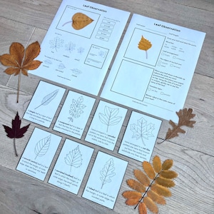 Leaf Observation Worksheets & Fact Cards: Autumn Nature Study (PDF) - Etsy