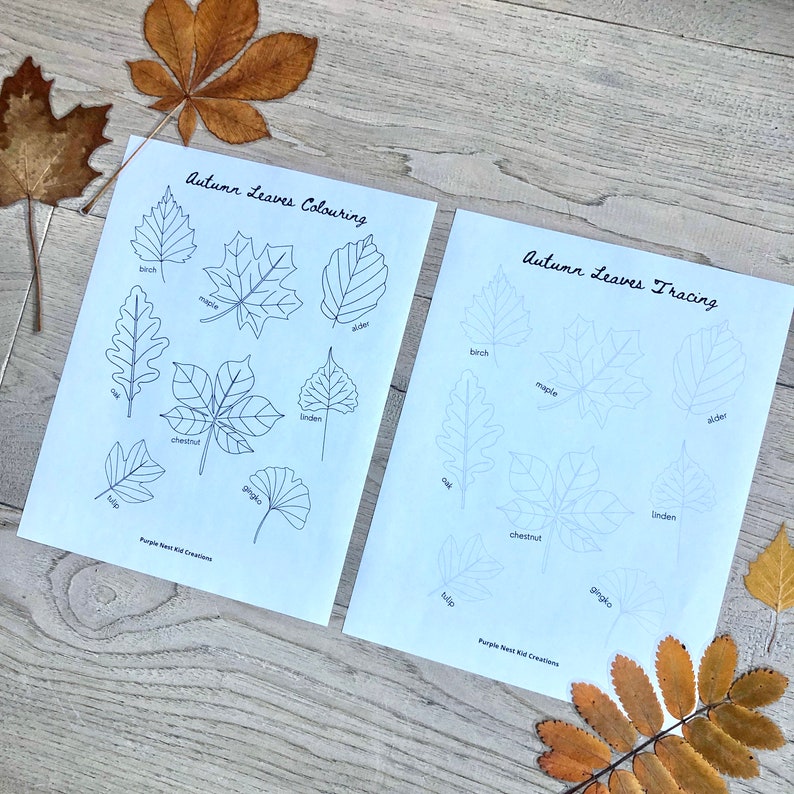 Autumn Leaves Tracing & Coloring Pages: Educational Printable (PDF) - Etsy