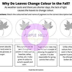 Why Leaves Change Colour Worksheet: Fall Activity (PDF Pattern) - Etsy