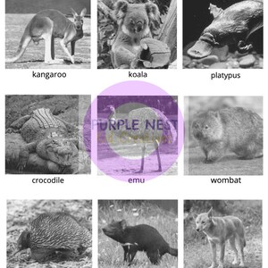 Australian Animals Matching Worksheet, Busy Book Page, Educational ...