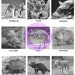 Australian Animals Matching Worksheet: Educational Activity (PDF) - Etsy