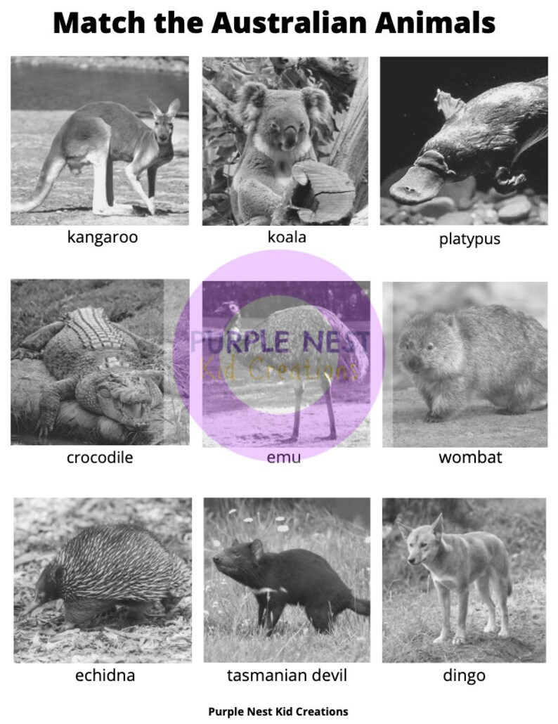 Australian Animals Matching Worksheet Busy Book Page - Etsy