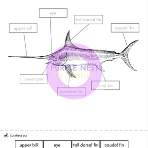 Ocean Animals Anatomy Worksheets, Ocean Diagrams, Labels, Educational ...