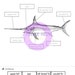 Ocean Animals Anatomy Worksheets: Educational Diagrams (PDF Pattern) - Etsy