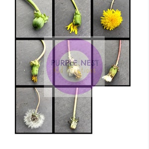 Dandelion Sequencing Activity, Dandelion Life Cycle, Cut and Paste ...