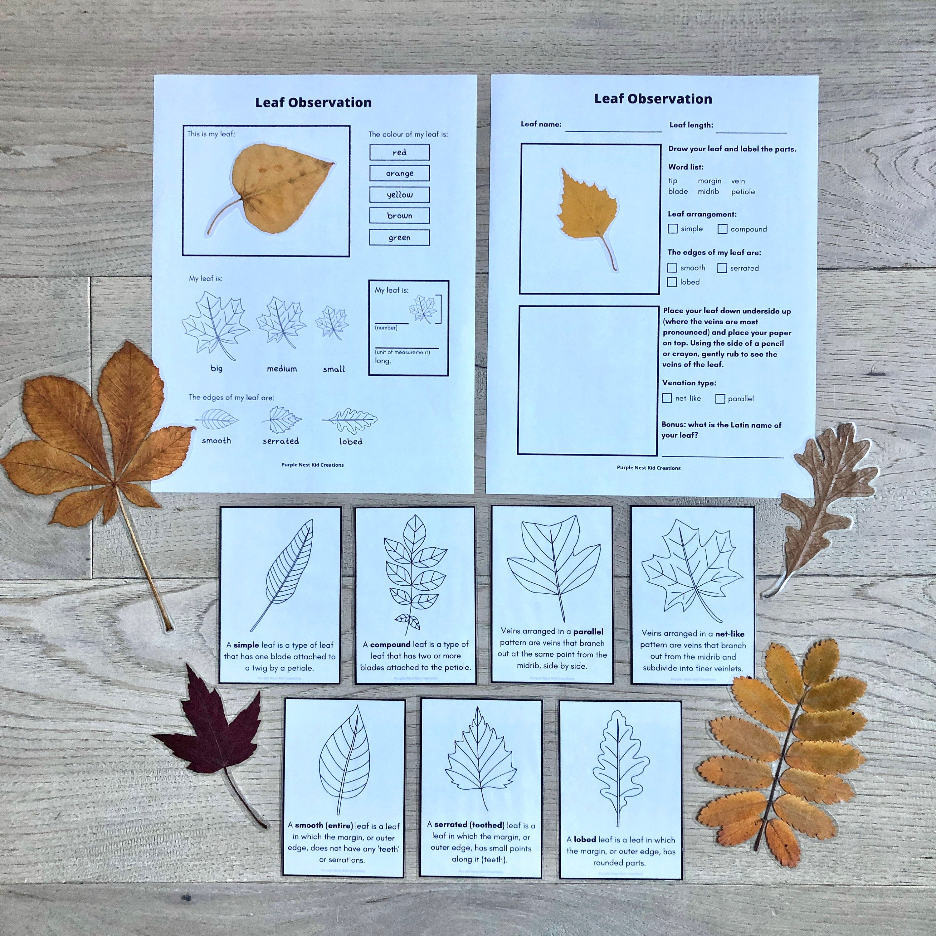 Leaf Observation Worksheets & Fact Cards: Autumn Nature Study (PDF) - Etsy